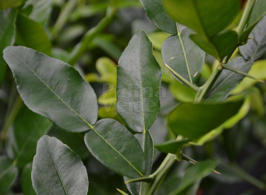 Citrus hystrix - Djeroek poeroet - Kaffirlimoen - Palma Verde Exoten V.O.F.