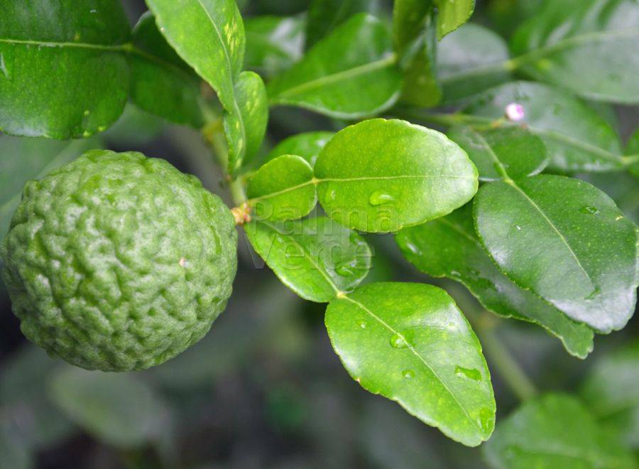 Citrus hystrix - Djeroek poeroet - Kaffirlimoen - Palma Verde Exoten
