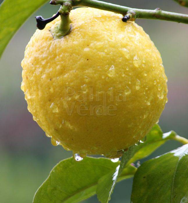 Citrus limonum - Citrus limon - Lemon - Palma Verde Exoten V.O.F.