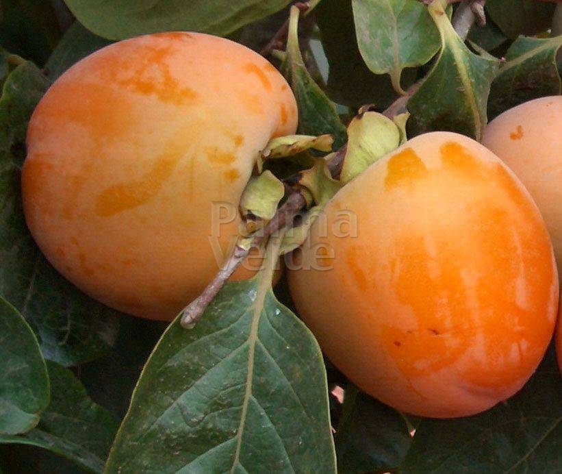 Diospyros kaki - Kakiboom - Sharonfruit - Palma Verde Exoten
