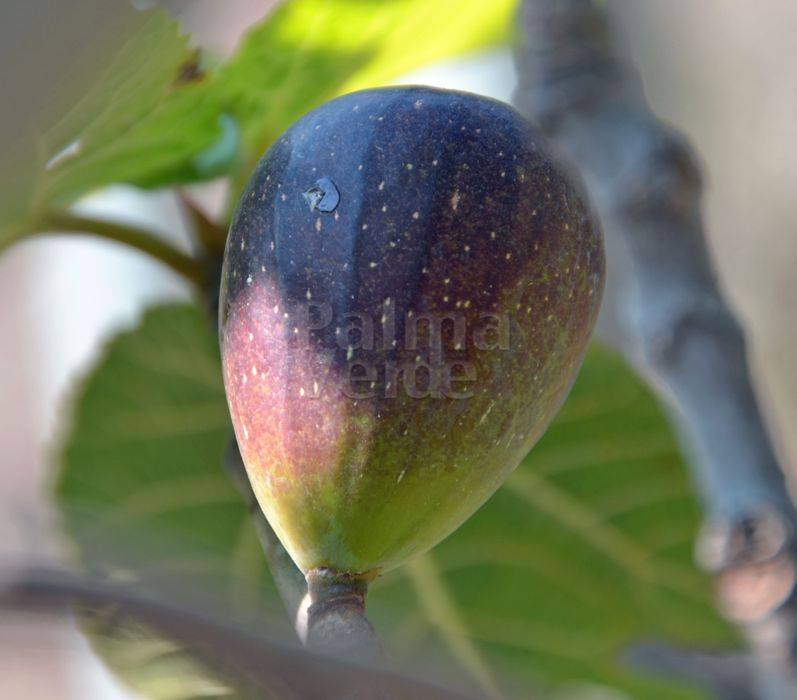 Ficus carica - Fig tree - Palma Verde Exoten