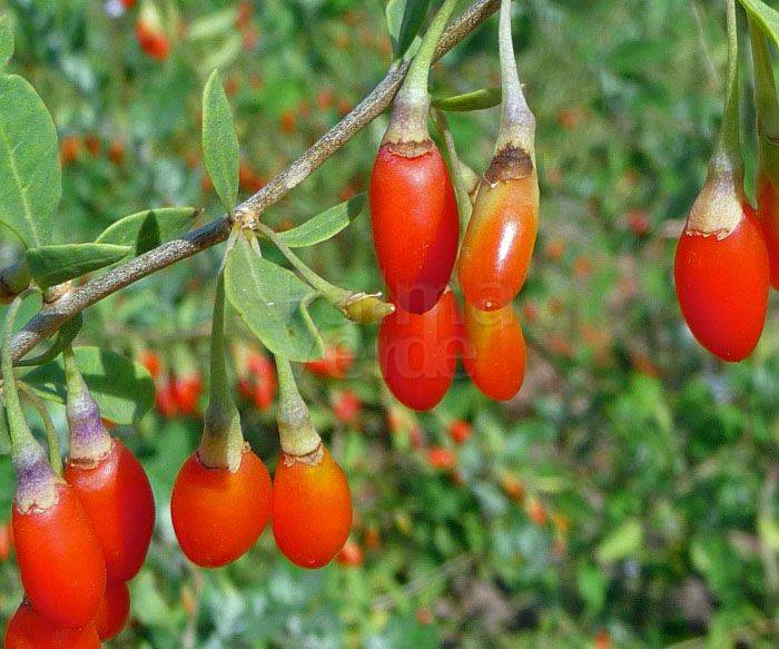 Lycium barbarum - Goji bessen - Palma Verde Exoten