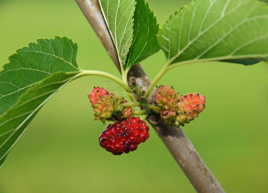 Morus nigra - Black mulberry - Palma Verde Exoten