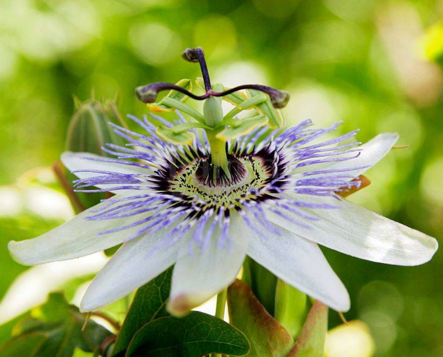 Passiflora edulis - Passievrucht - Palma Verde Exoten V.O.F.
