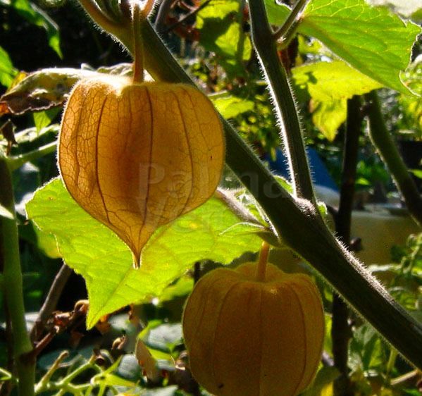 Physalis peruviana - Goldberry - Palma Verde Exoten