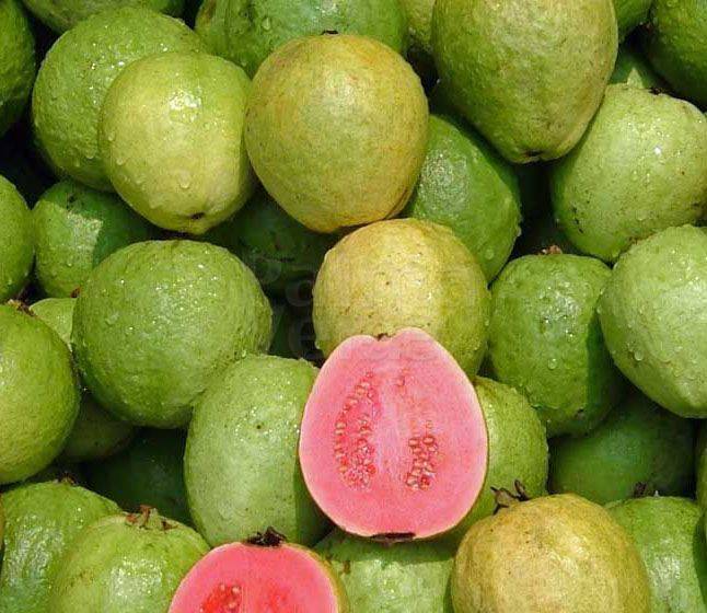 Psidium guajava - Guave - Palma Verde Exoten