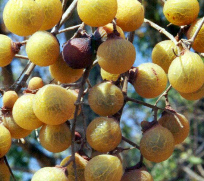 Sapindus mukorossi - Soap tree - Palma Verde Exoten