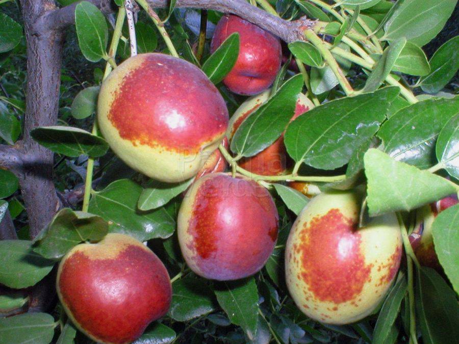 Ziziphus jujuba - Chinese dadelboom - Palma Verde Exoten