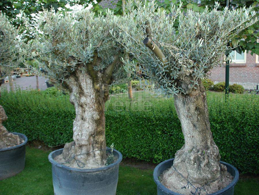 Olea europaea - Olive tree - Palma Verde Exoten V.O.F.