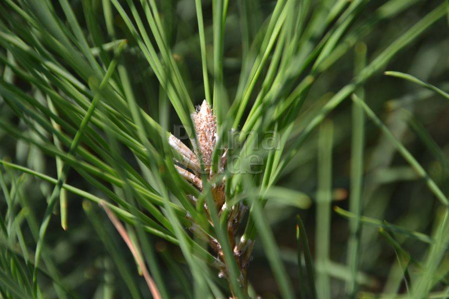 Pinus pinea - Pine - Palma Verde Exoten V.O.F.