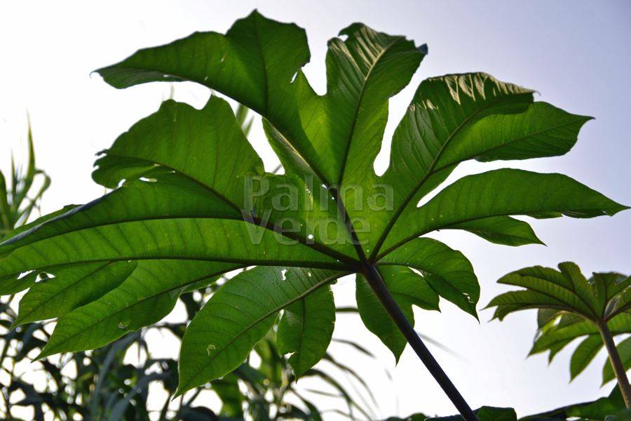 Tetrapanax papyrifera Steroidal Giant - Rice paper plant - Rice paper ...