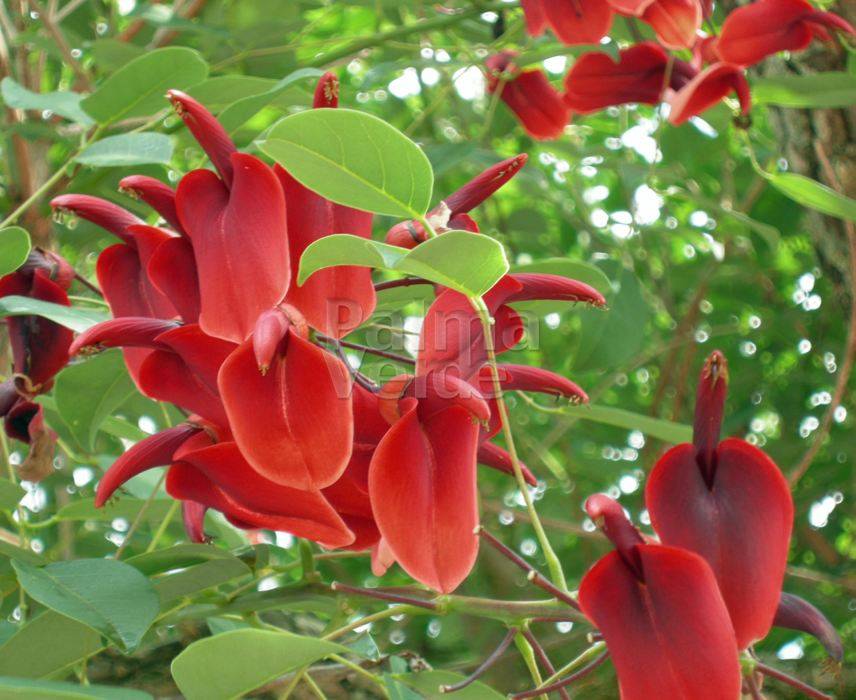 Erythrina crista-galli - Coral bush - Coral tree - Palma Verde Exoten