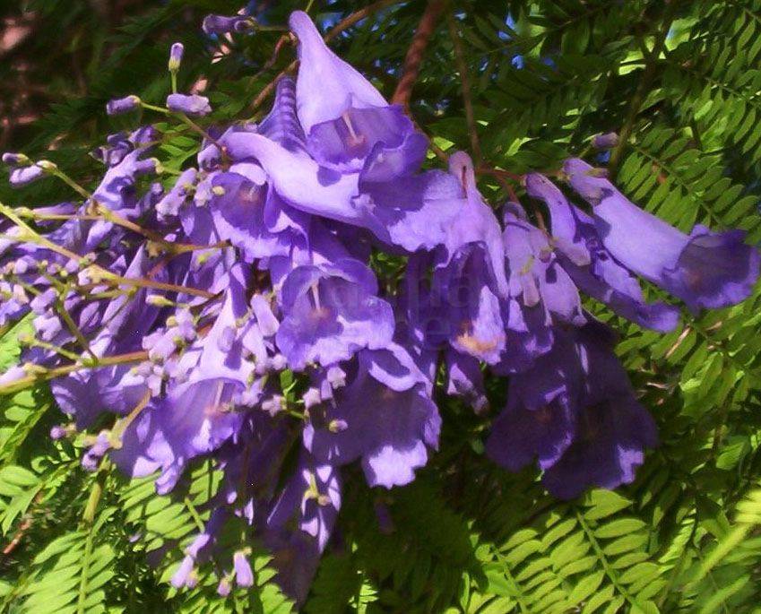 Jacaranda Florence England Early Jacaranda Bloom Sparks Debate About