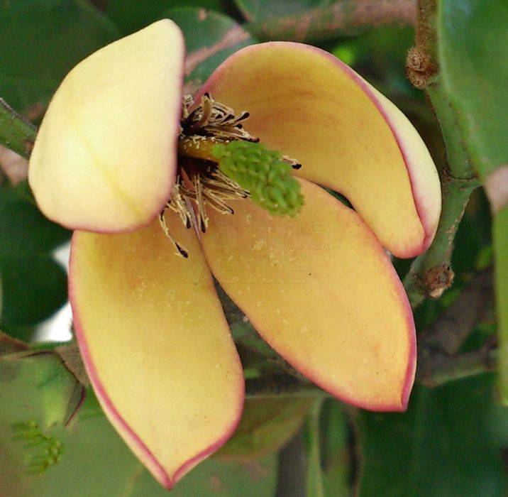 Michelia figo - Palma Verde Exoten V.O.F.