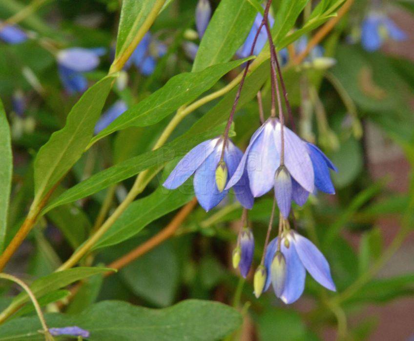 Sollya heterophylla - Palma Verde Exoten