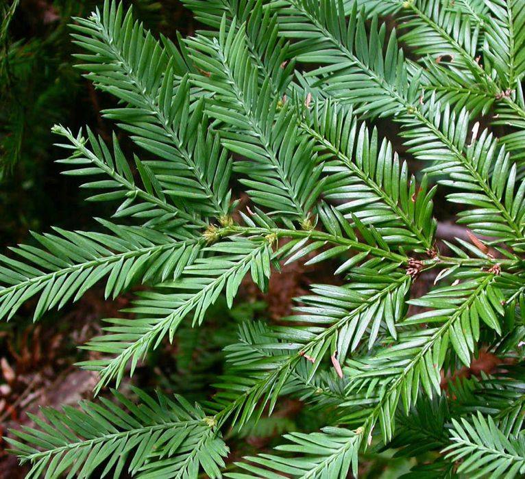 Sequoia sempervirens - Kustmammoetboom - Palma Verde Exoten