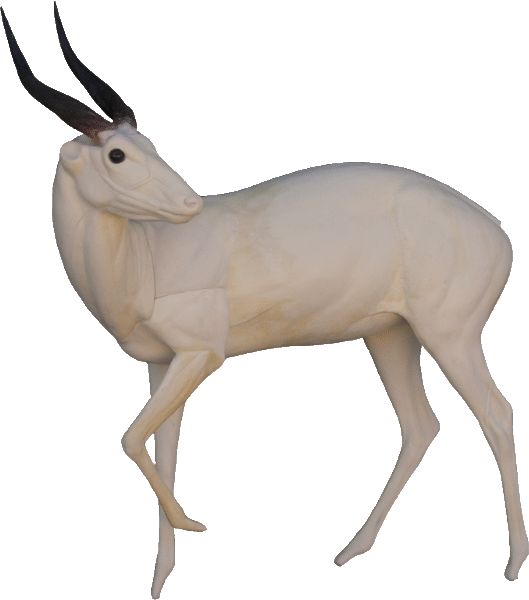 Bosbok (Tragelaphus scriptus) - Prepareerwinkel.nl