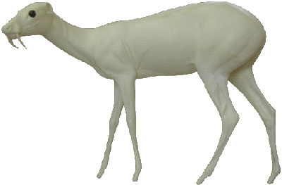 Water deer (Hydropotes inermis) - Prepareerwinkel.nl