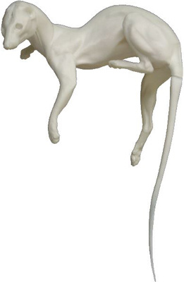 Genetkat (Genetta genetta) - Prepareerwinkel.nl