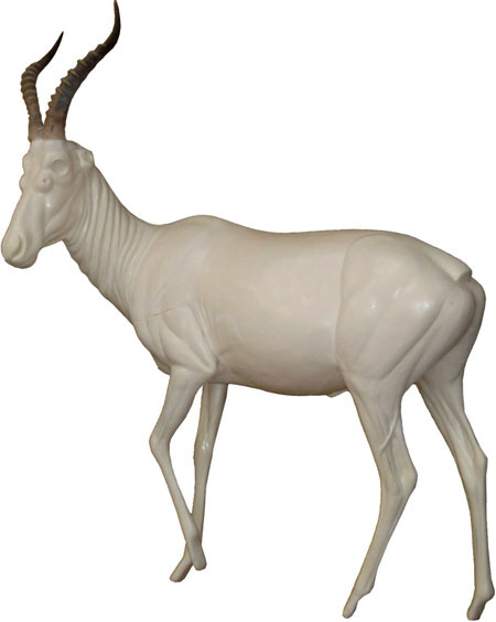 Blesbok (Damaliscus pygargus) - Prepareerwinkel.nl