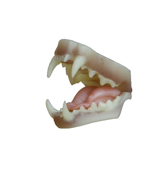 Bunzing (Mustela putorius) - Prepareerwinkel.nl