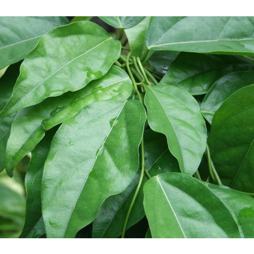 Fresh Veg & Fruit - Thai Food Direct