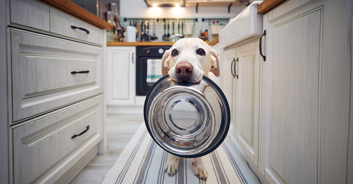 6 redenen waarom je moet kiezen voor geperste hondenbrokken | Blog ...