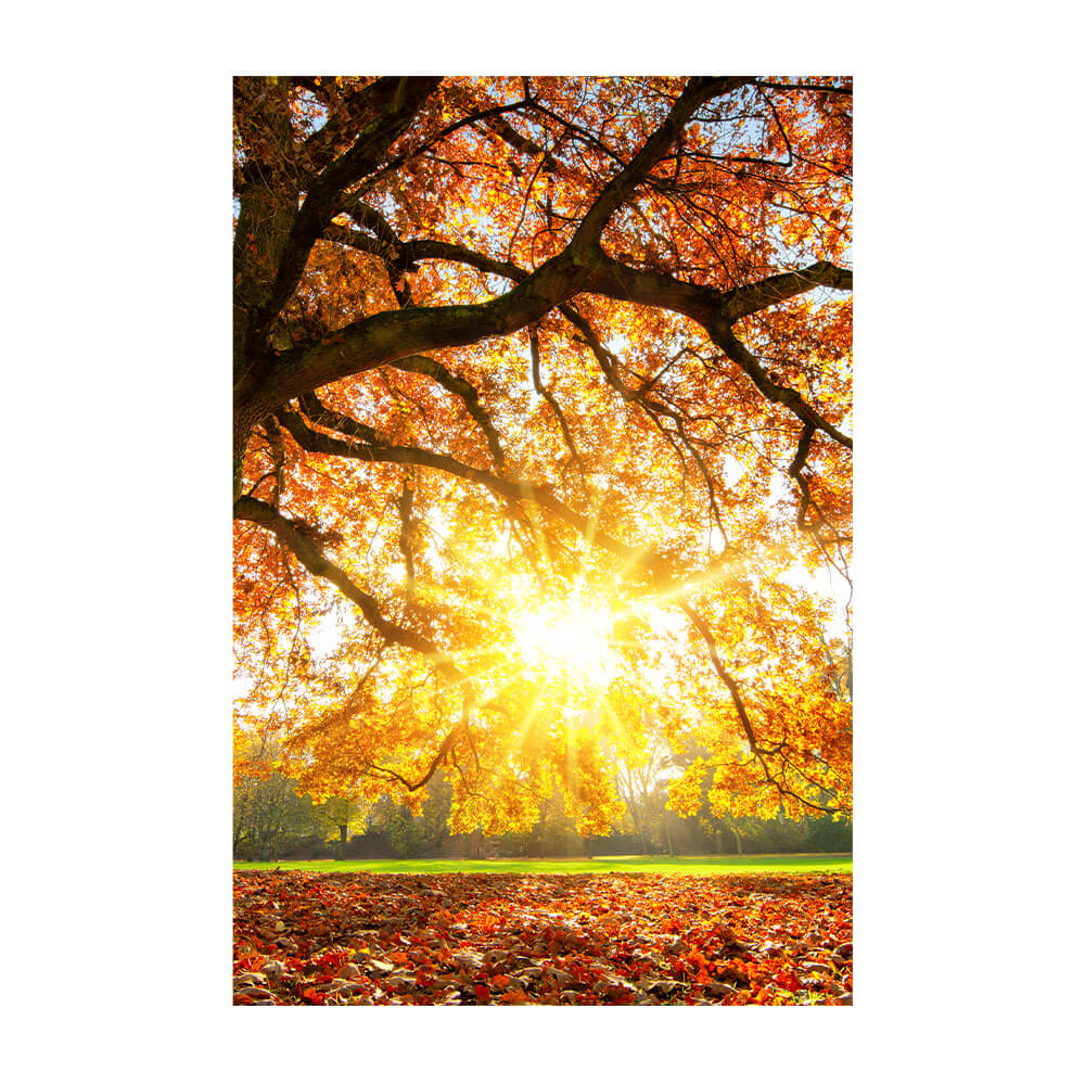 Akustikbilder "Autumn sunset" aus der Herbst Kollektion - Akustik-Profi ...