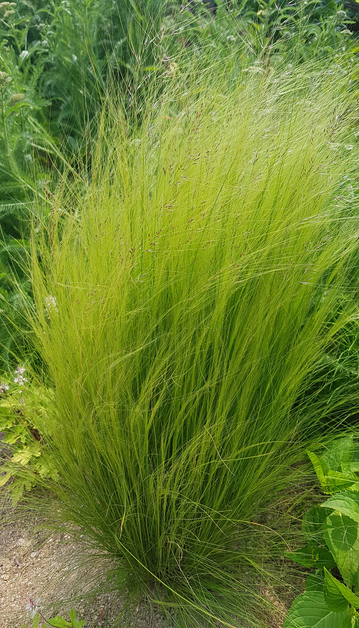 Vedergras - Plantenbakkenenzo.nl