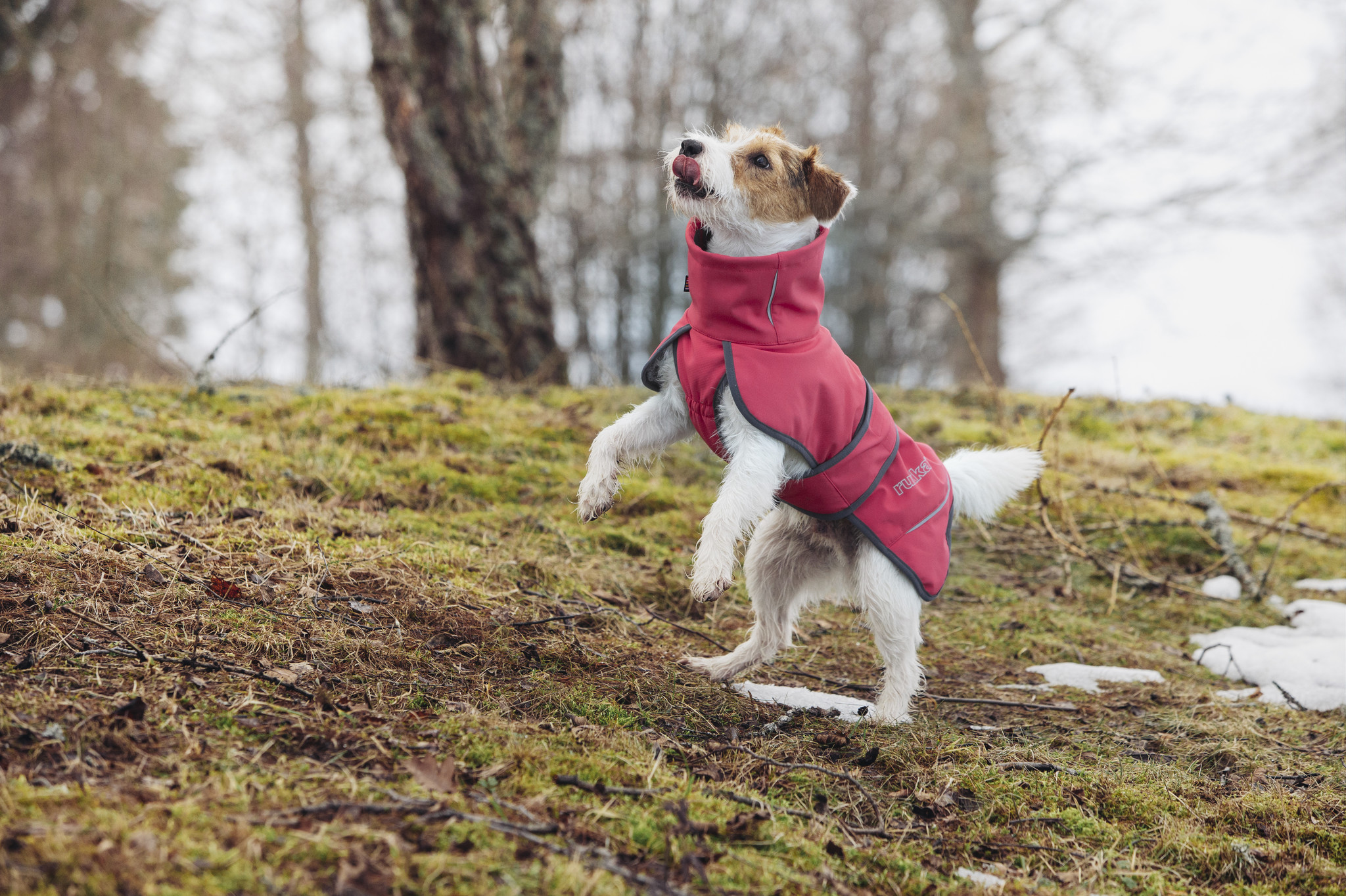 Hundemantel Windy - Coral gut geschützt bei jedem Wetter - Flöckchens ...