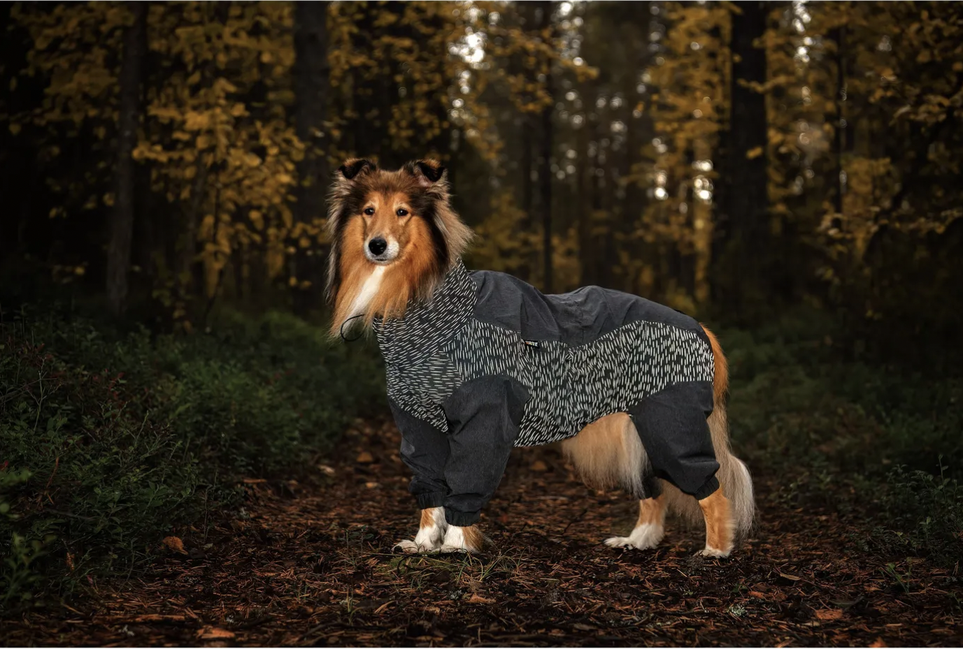 Hunde Flash Overall von RukkaPets - Flöckchens Hundeladen