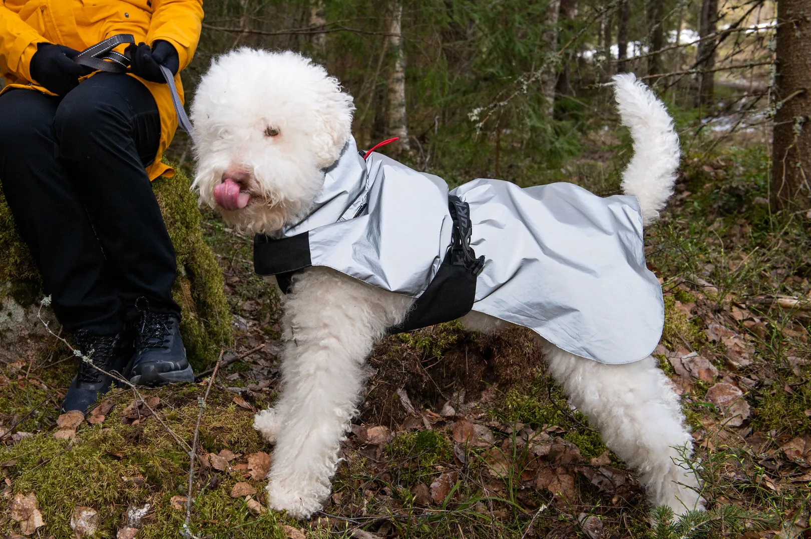 Hunderegenmantel Shine von Rukka Pets - Flöckchens Hundeladen