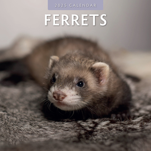 Buy Ferret Calendar 2025? Ordered easily and quickly online ...