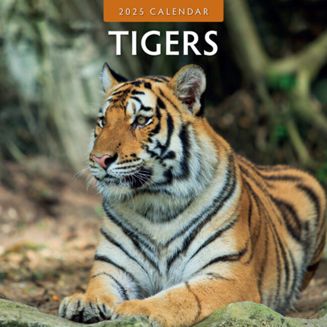 Buying Tiger Calendar 2025? Quick and easy online - Kalenderwinkel.nl