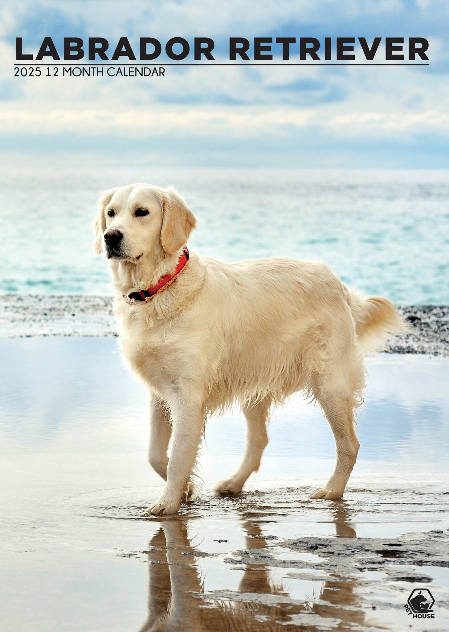 Labrador Retriever Blond A3 Calendar 2025 Buy? Order easily ...