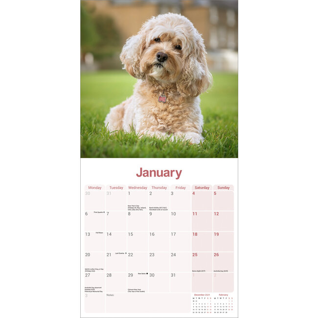 Cavapoo Kalender 2025 Kopen? | Bestel eenvoudig online - Kalenderwinkel.nl