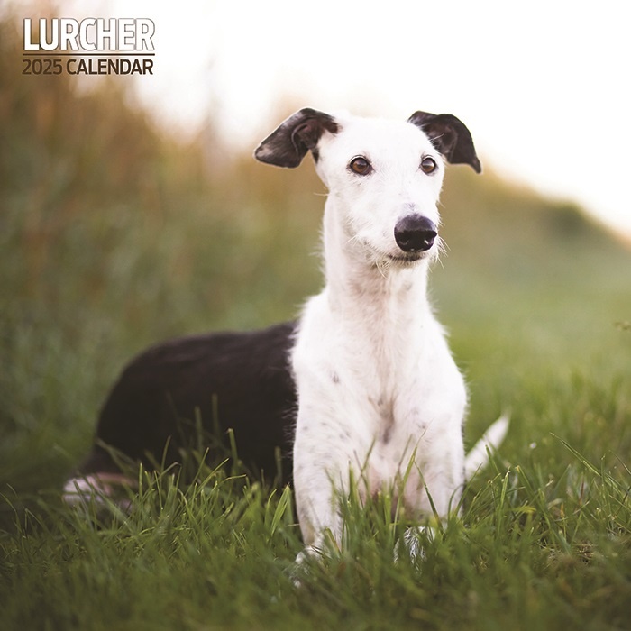 Buying Lurcher Calendar 2025? Order easily online - Kalenderwinkel.nl