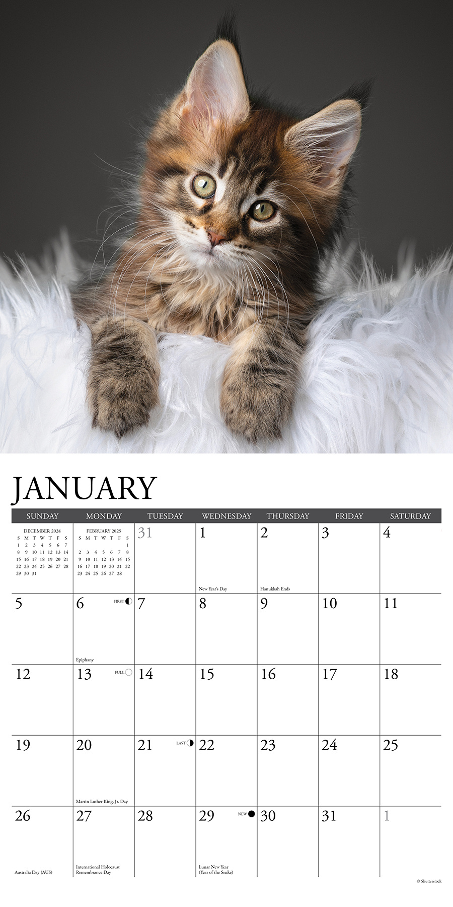 Buy Maine Coon Kittens Calendar 2025 | Order online easily ...