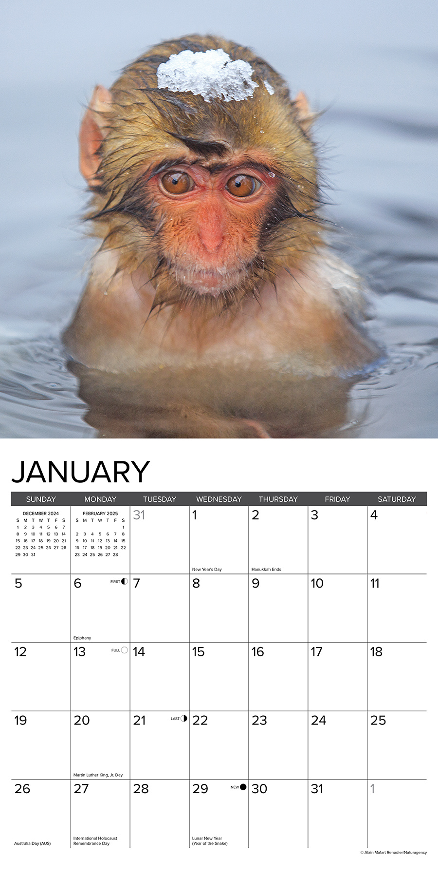 Acheter Monkey Business Calendar 2025 ? Commander en ligne rapidement ...