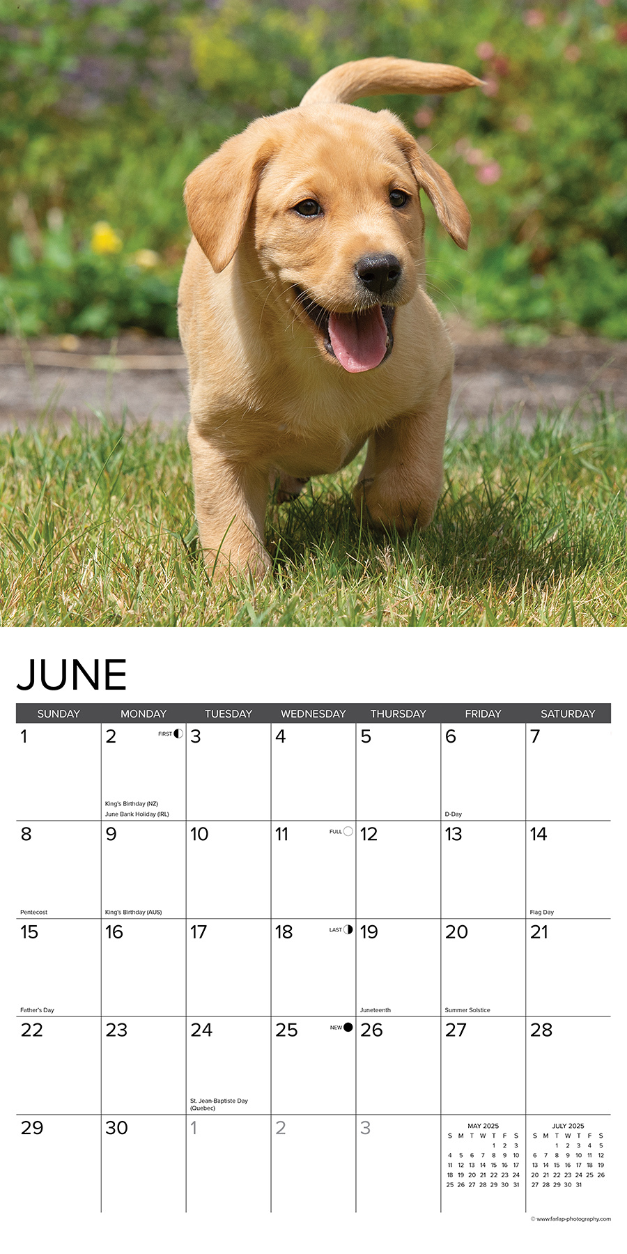 Buy Labrador Retriever Blonde Puppies Calendar 2025 | Order online ...