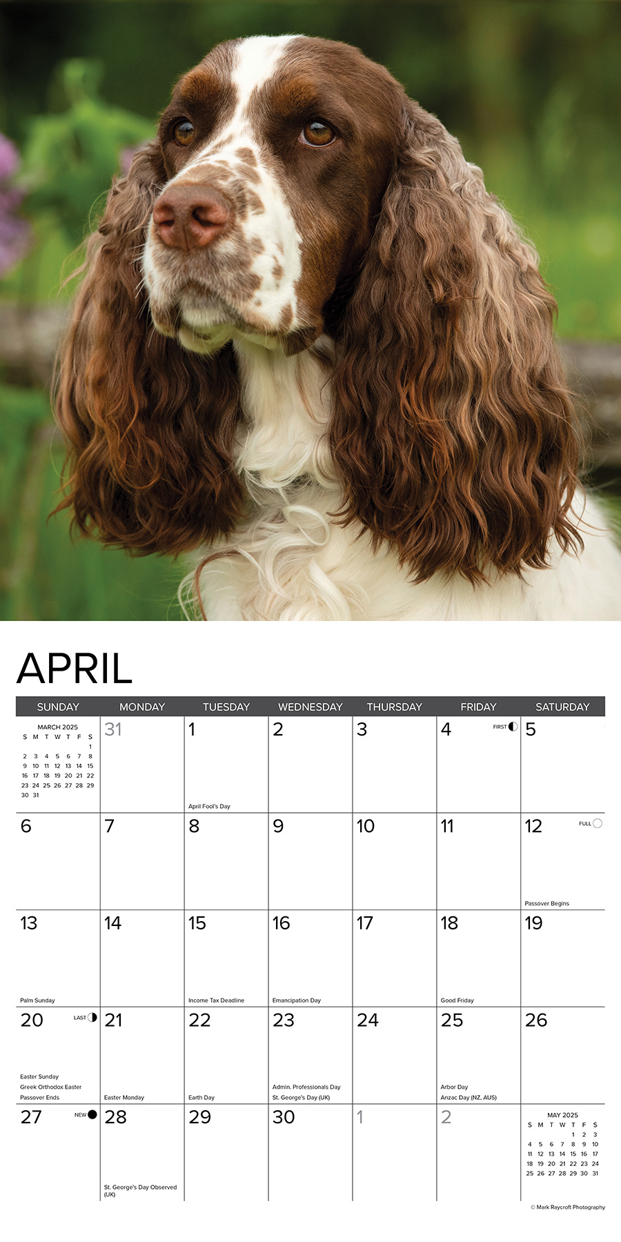 Buy English Springer Spaniel Calendar 2025? Order easily online ...