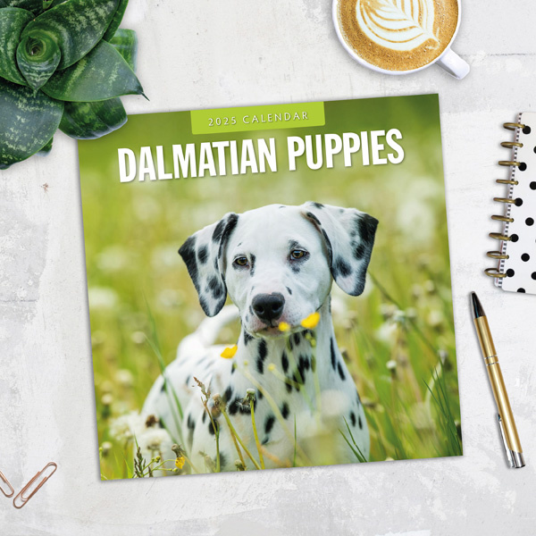 Dalmatian Puppies Calendar 2025 Buy? Order online quickly and easily ...
