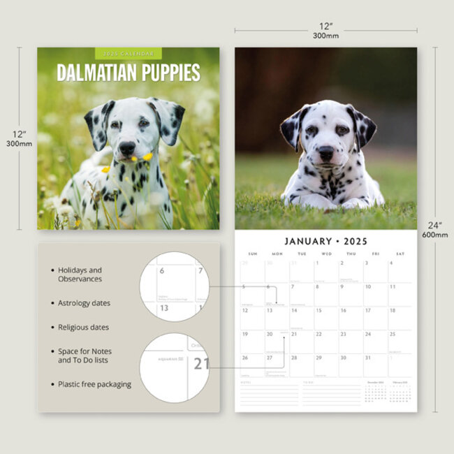 Dalmatian Puppies Calendar 2025 Buy? Order online quickly and easily ...
