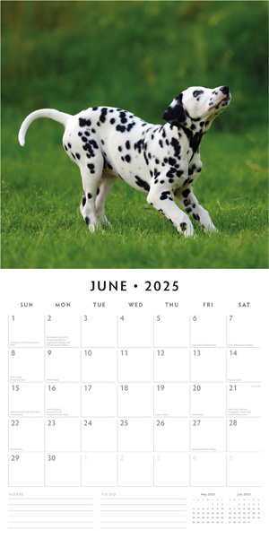 Dalmatian Puppies Calendar 2025 Buy? Order online quickly and easily ...