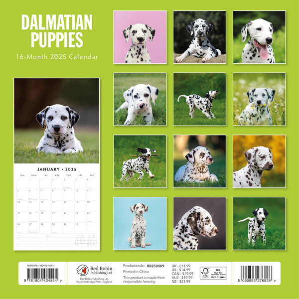 Dalmatian Puppies Calendar 2025 Buy? Order online quickly and easily ...