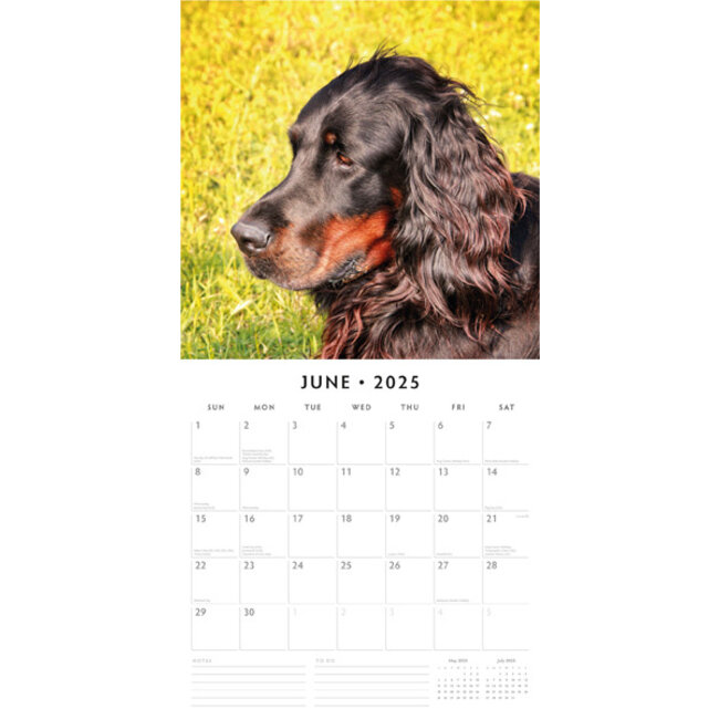 Buying Gordon Setter Calendar 2025? Easily and quickly ordered online ...