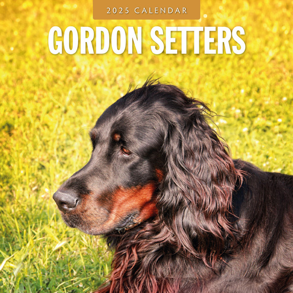 Buying Gordon Setter Calendar 2025? Easily and quickly ordered online ...