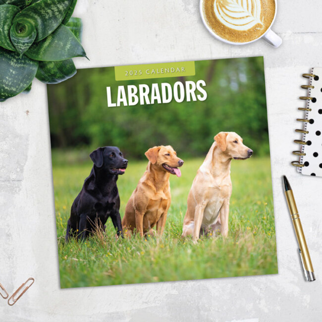 Buy Labrador Retriever Mixed Calendar 2025? Order easily online ...