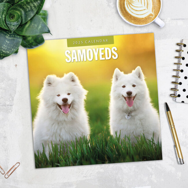Buying Samoyed Calendar 2025? Easily and quickly ordered online ...