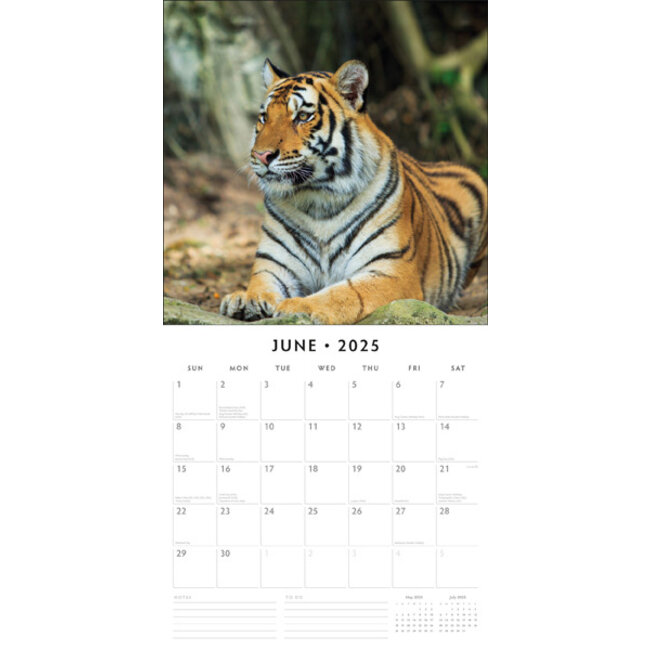 Buying Tiger Calendar 2025? Quick and easy online - Kalenderwinkel.nl